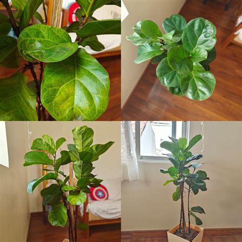 Ficus Fiddle Leaf Dropping All Leaves Rplantclinic