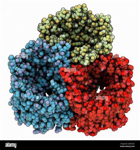 Osmoporin Ompc Outer Membrane Protein C Molecule Computer Model Showing The Tight Trimeric