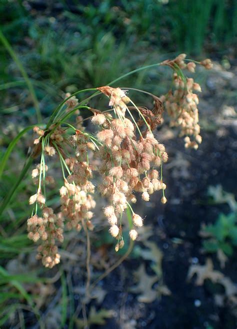 Woolgrass Native Grass Growing Guide