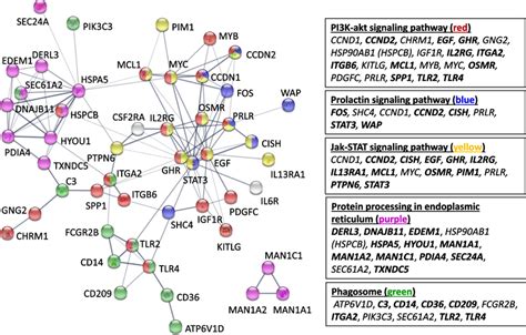 String Generated Interaction Network Among Selected Enriched Kegg Download Scientific Diagram