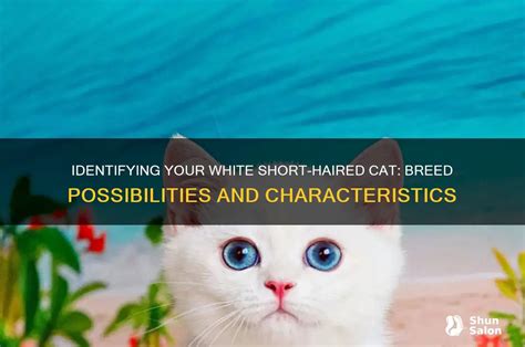 Identifying Your White Short Haired Cat Breed Possibilities And