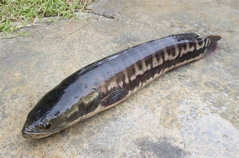 7 Types Of Snakehead Fish A Z Animals