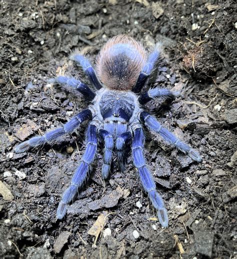 Brazilian Blue Tarantula Lasiocyano Sazimai Tarantula Lab