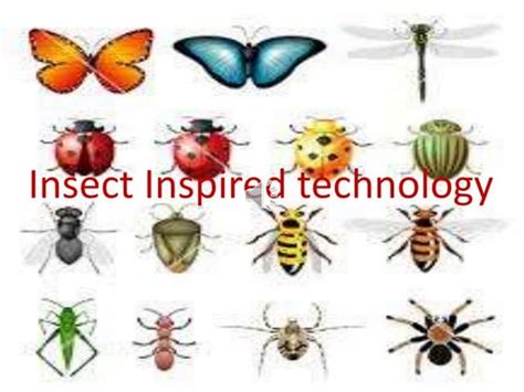 Insect Vision Entomology Insect Eye Facet Pptx Eye And Vision Conditions Diseases And