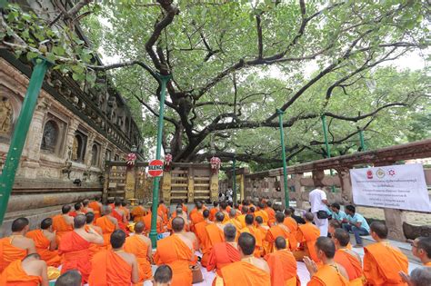ต้นพระศรีมหาโพธิ์ วัดสระเกศราชวรมหาวิหาร