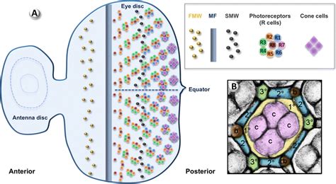 Eye Development In Drosophila A Schematic Representation Of A Third Download Scientific