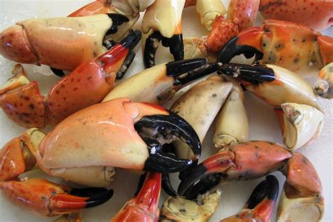 Best Stone Crab In Florida Winners 2019 Usa Today 10best