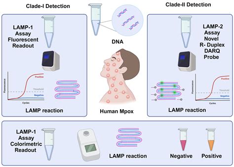 Development And Validation Of Lamp Assays For Distinguishing Mpxv Clades With Fluorescent And
