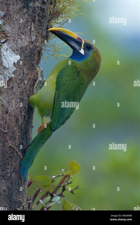 Emerald Toucanet Aulacorhynchus Prasinus At Entrance To Nest Cloud