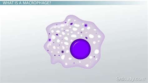 Macrophage Cell Function At Janet Olvera Blog