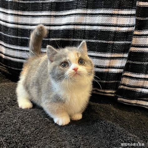 矮冬瓜原来也可以是褒义词 搜狐大视野 搜狐新闻