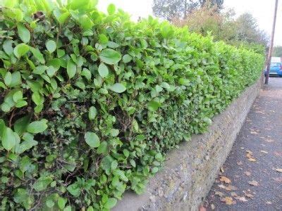 Noise Blocking Plants Tips For Using Shrubs And Trees As A Noise Barrier Privacy Plants