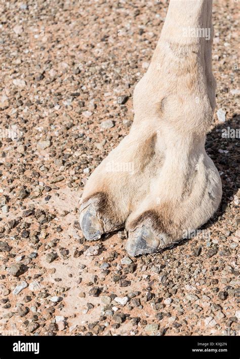 Camels Toe