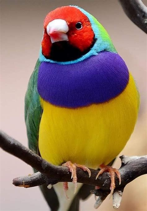 Pin By Elena Nacif On Aves Colorful Birds Exotic Birds Pretty Birds