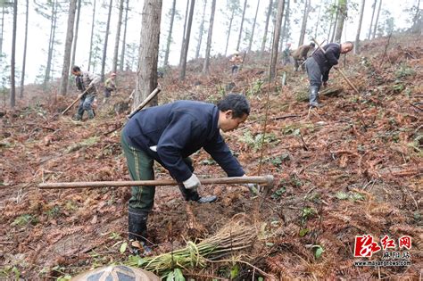 长寿苗乡添新绿丨麻阳：引欧投项目掀起植树热潮本地要闻麻阳新闻网