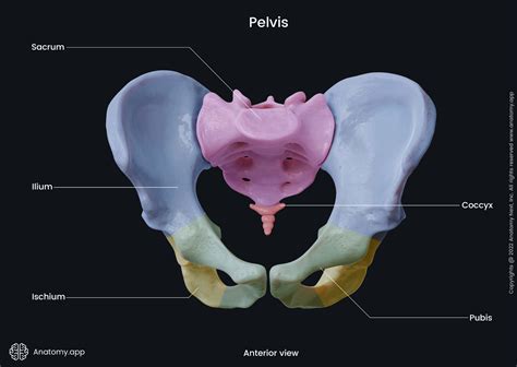 Pelvis Anatomy App