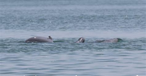 កម្ពុជា ទទួល បាន កូន ផ្សោត ថ្មី ២ ក្បាល ក្នុង ថ្ងៃ តែ មួយ តែ ១ក្បាល