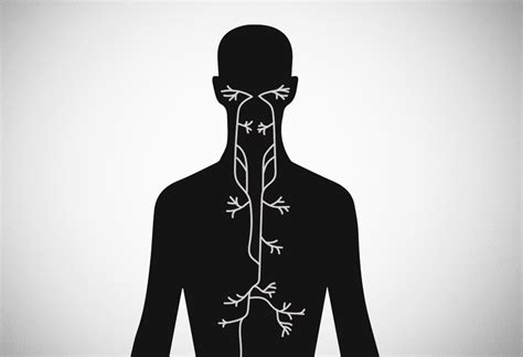 Vagus Nerve Function And Activation How To