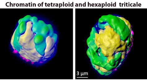 New Publication Nuclear Disposition Of Alien Chromosome Introgressions Into Wheat And Rye Using 3d