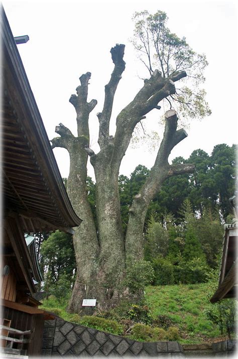 小黒川若宮神社のクスノキ2