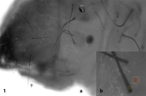 Linear Monochrome 16 Bit Tiff Files A General View Of Larvae B Download Scientific Diagram