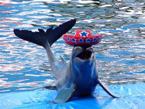 Amazing Worlds Tour Funny And Amazing Dolphin Tricks Show Hq Video