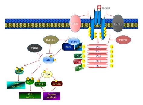 Schematic Representation Of The Insulin Signaling Pathway Dashed Download Scientific Diagram