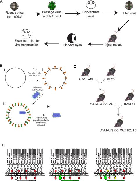 Viral Tracing Of Genetically Defined Neural Circuitry Text Page Viral Tracing Of Genetically Defined Neural Circuitry Text Page