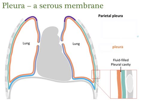 Serous Membrane