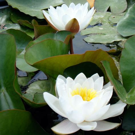 Nymphaea Candidissima Large Water Lily Acquista Online Su Vivaibamb Store