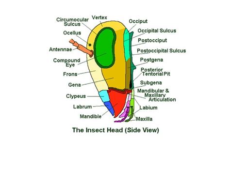 Body Segmentation Of Insect And Head Pptx Beekeeping Hobbies