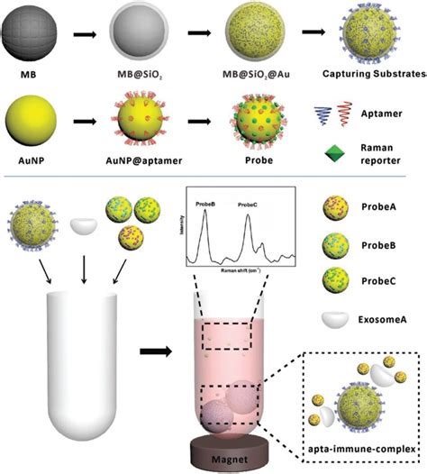 The Application Of Aunps And Magnetic‐bead‐derived Aptaimmunocomplex