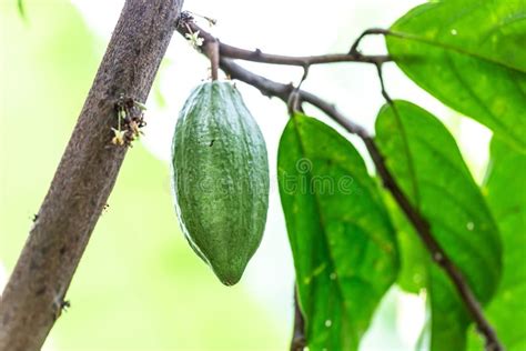 Cocoa Fruit On A Tree Stock Photo Image Of Brown Isolated 214265656