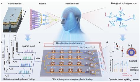 The Ghz Spiking Photonic Chip That Mimics The Brain Neuronad Ai