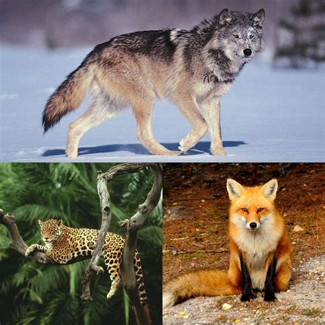 مسابقه محبوب ترین حیوان پستاندار گرگ👍 روباه👎 جگوار طرفداری