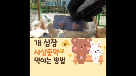 심장사상충약 진돗개 약먹이기 진드기 개 심장사상충약 먹이기 방법 Youtube