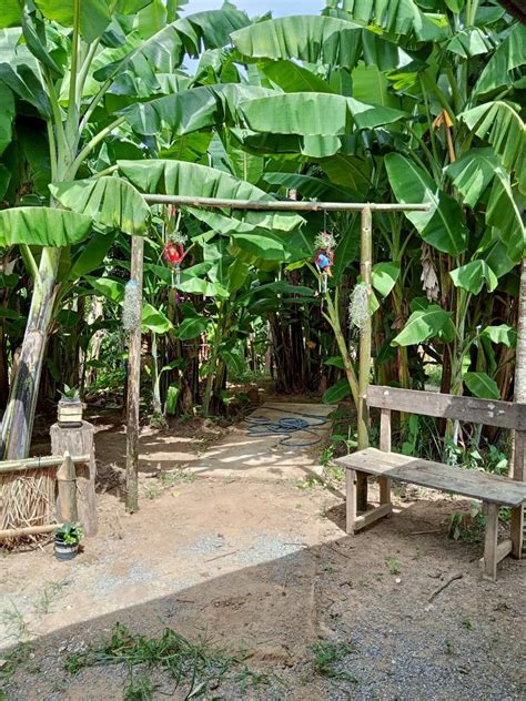 ใบตองคลอ ใบตองคลองกระจง กลุ่มเกษตรแปลงใหญ่ จังหวัดสุโขทัย