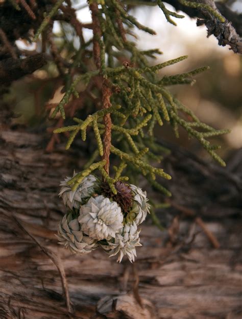 무료 이미지 자연 숲 분기 잎 야생 생물 봄 녹색 생기게 하다 가을 식물학 전나무 플로라 시즌 작은 가지 구과 식물 닫다 가문비 삼림지