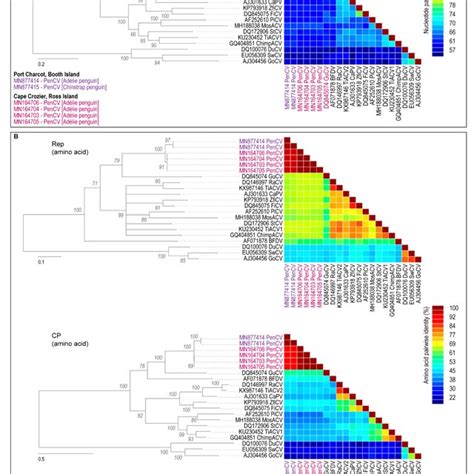 A Maximum Likelihood Phylogenetic Tree Based On The Genomic Sequences Download Scientific