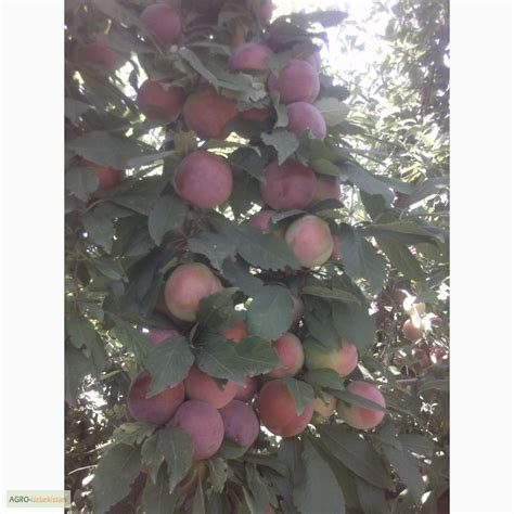 Продам сливу сорта Лето — Agro Uzbekistan