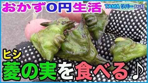 おかず0円生活ヒシの実を摘んで食べる YouTube