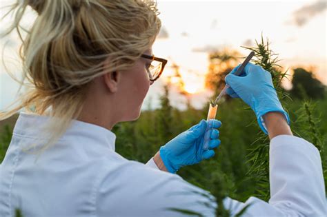 핀셋을 가진 과학자는 샘플을 채취하고 마리화나 필드에 Cbd 대마 식물을 관찰합니다 그녀 이다 사용 유리 튜브 개념에 대한 스톡 사진 및 기타 이미지 Istock