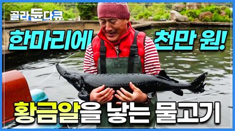 이놈 한 마리 가치가 무려 천만 원 황금알을 낳는 물고기 철갑상어ㅣ청정 1급수를 자랑하는 영월 동강에서 맛이 일품인 송어ㅣ