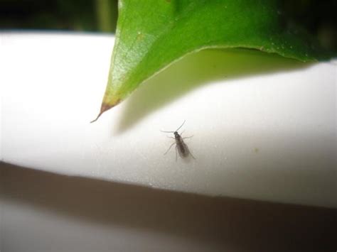 Черни мушички по цветята Проблемът е почвата Български Фермер