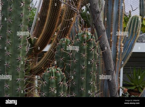 Various Species Of Columnar Cacti Photographed As Background They Have Different Spines Ribs
