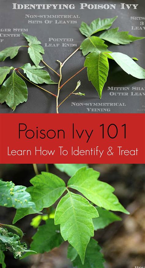 Poison Ivy 101 How To Identify Treat And Prevent Artofit