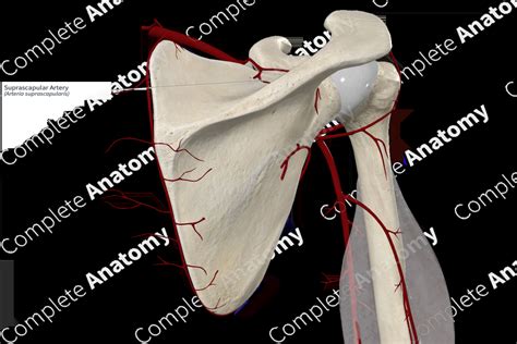 Suprascapular Artery Complete Anatomy