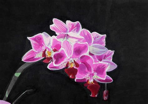 How To Draw An Orchid Simple Easy To Follow Step By Step Guide