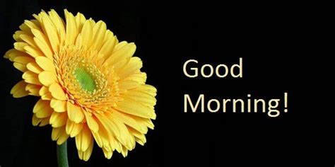 Good Morning Yellow Flower Good Morning Wishes And Images