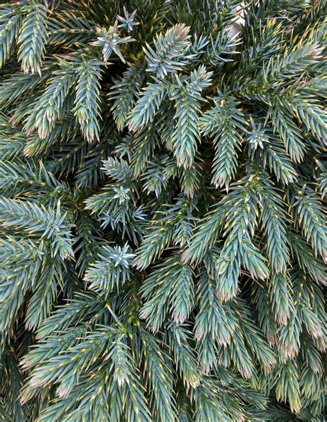 Juniper Blue Star Stadler Nurseries